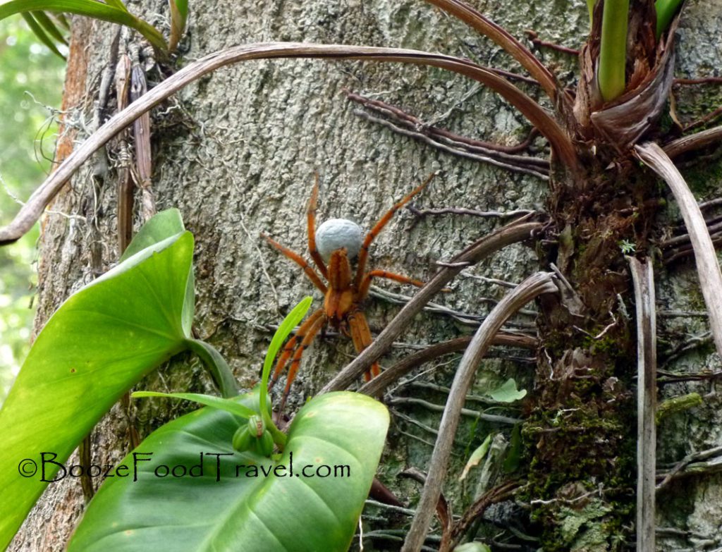 Appreciating Spiders and Such in Panama