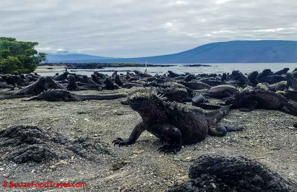 Walking with Marine Iguanas in the Galapagos - Booze, Food, Travel